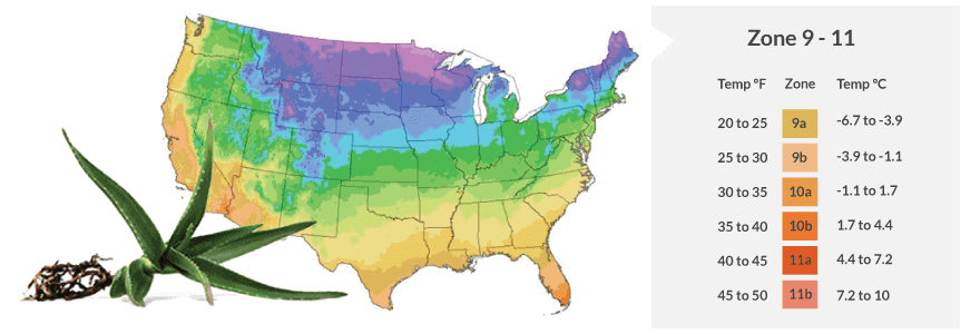 Aloe Vera: The Ultimate Guide | Natural Healers