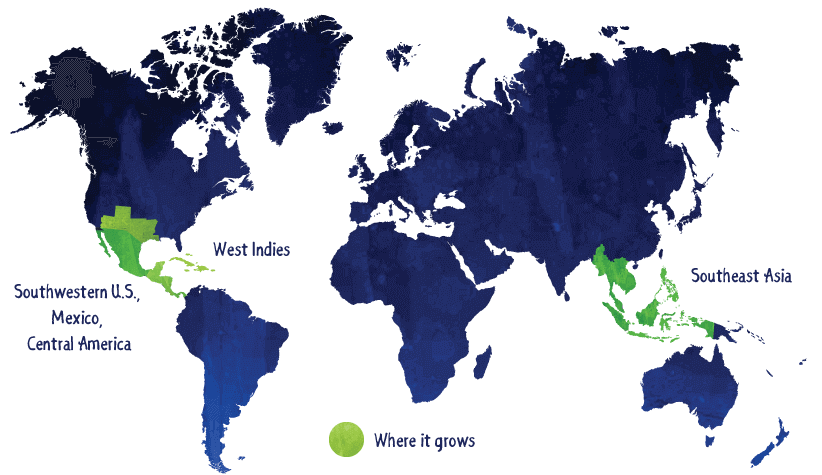 Aloe Vera: The Ultimate Guide | Natural Healers